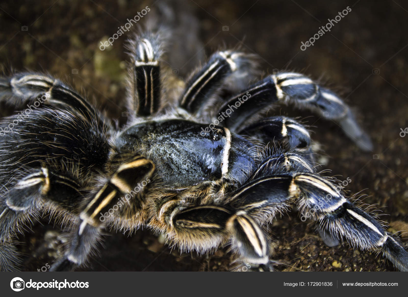 Costa Rican Zebra Tarantula