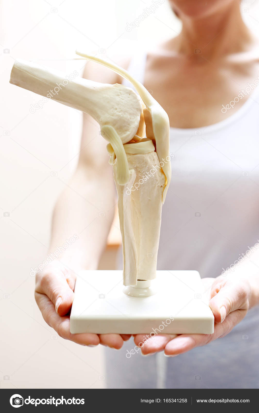 Knee anatomy model Stock Photo by ©robertprzybysz 165341258