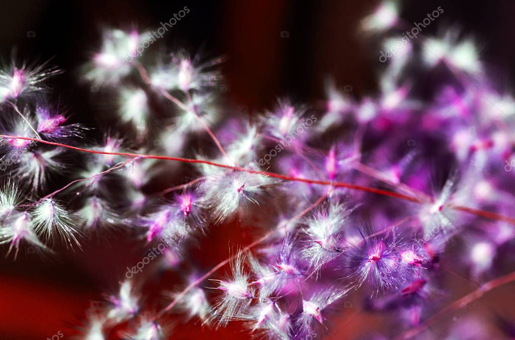 Melinis repens conocido como hierba de la flor roja de Natal ...