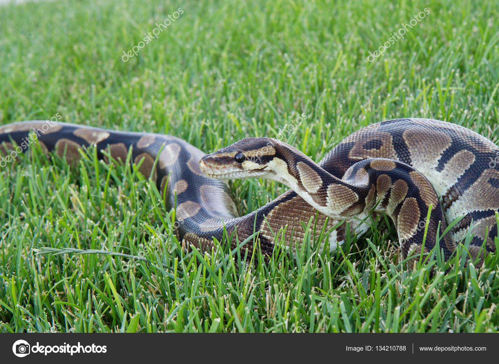 Ball Python in grass Stock Photo by ©vividpixels 134210788
