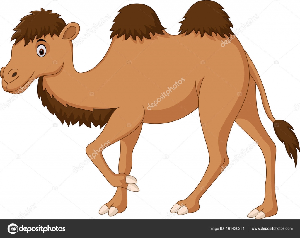 Linda caricatura de camello aislado sobre fondo blanco Vector de stock ...
