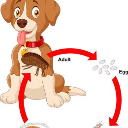 Flea bite Stock Photos, Royalty Free Flea bite Images | Depositphotos