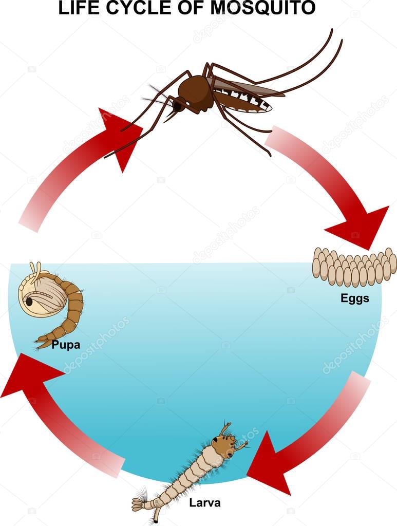 Ciclo de vida del mosquito 2023
