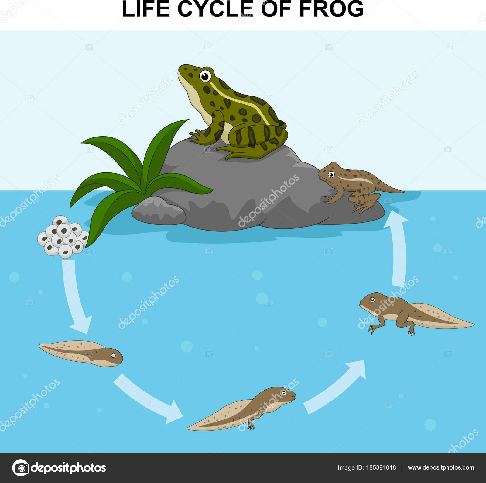 Illustration Frog Life Cycle Stock Vector by ©tigatelu 185391018