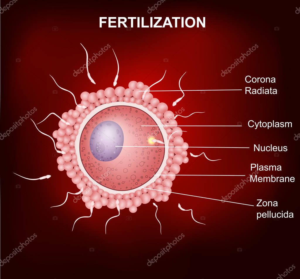 Ilustración de la fertilización humana 2022