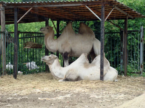 Camel house Stock Photos, Royalty Free Camel house Images | Depositphotos