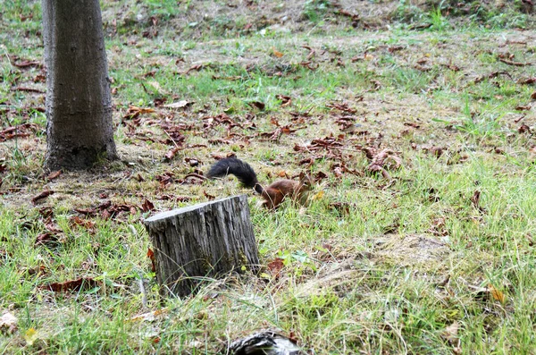 Chinese carp squirrel Stock Photos, Royalty Free Chinese carp squirrel ...