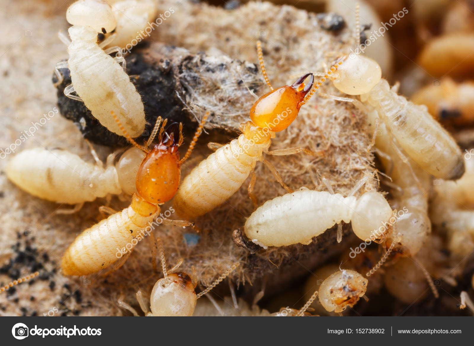 Termite Larvae Vs Ant Larvae