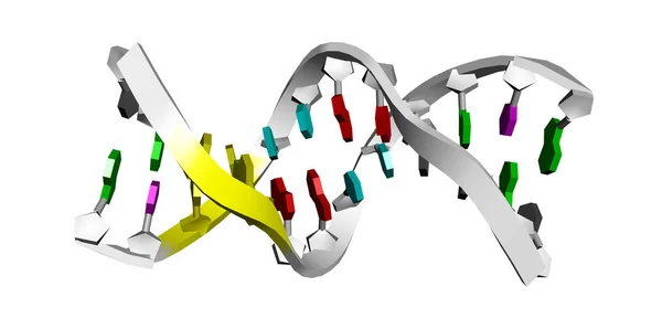 3D model of DNA. Stock Photo by ©sergunt 192064554