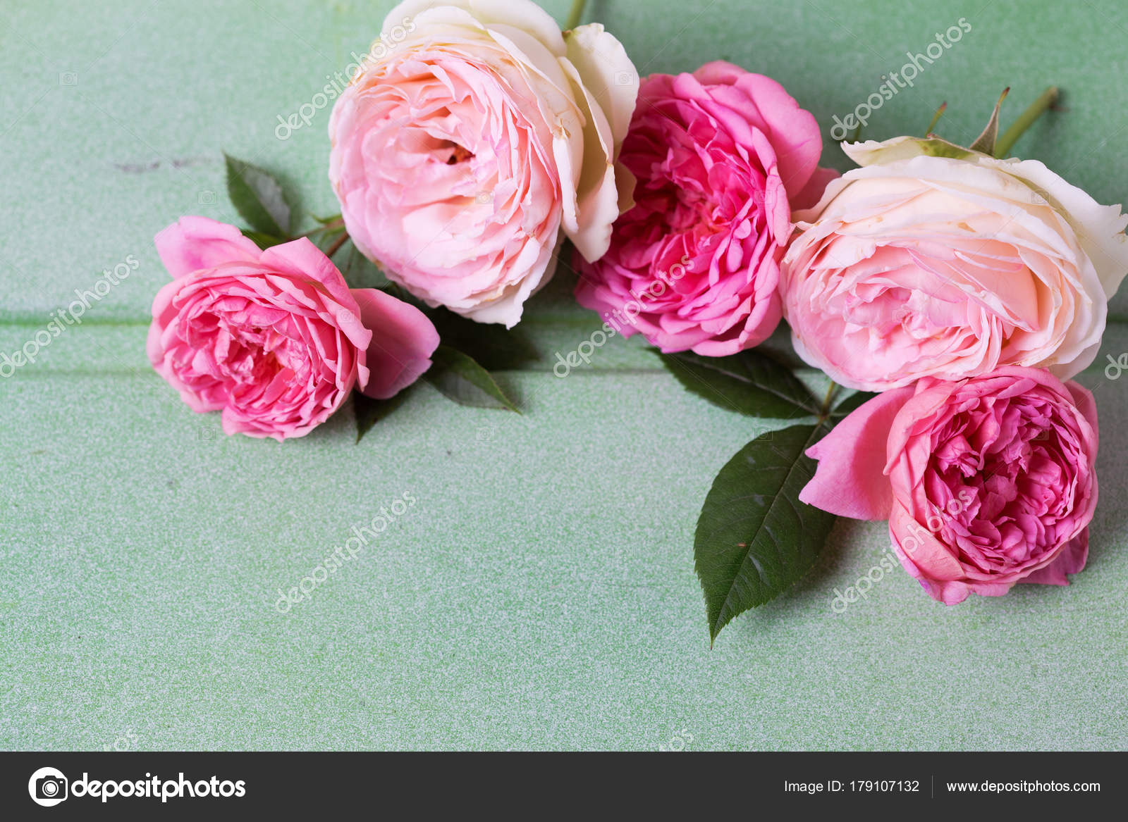Frame from pink and white roses Stock Photo by ©daffodil 179107132