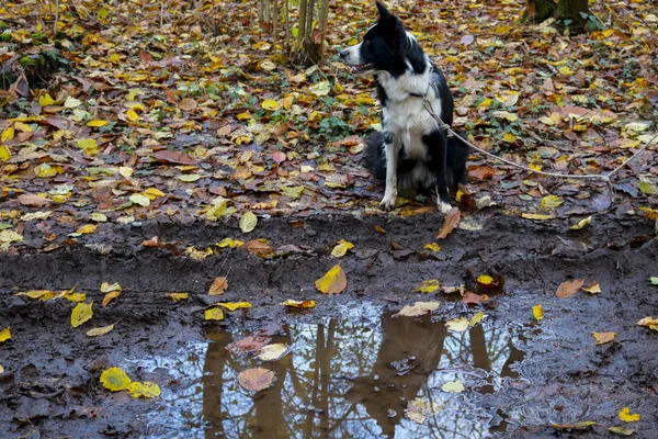 Puddle pointer Stock Photos, Royalty Free Puddle pointer Images ...