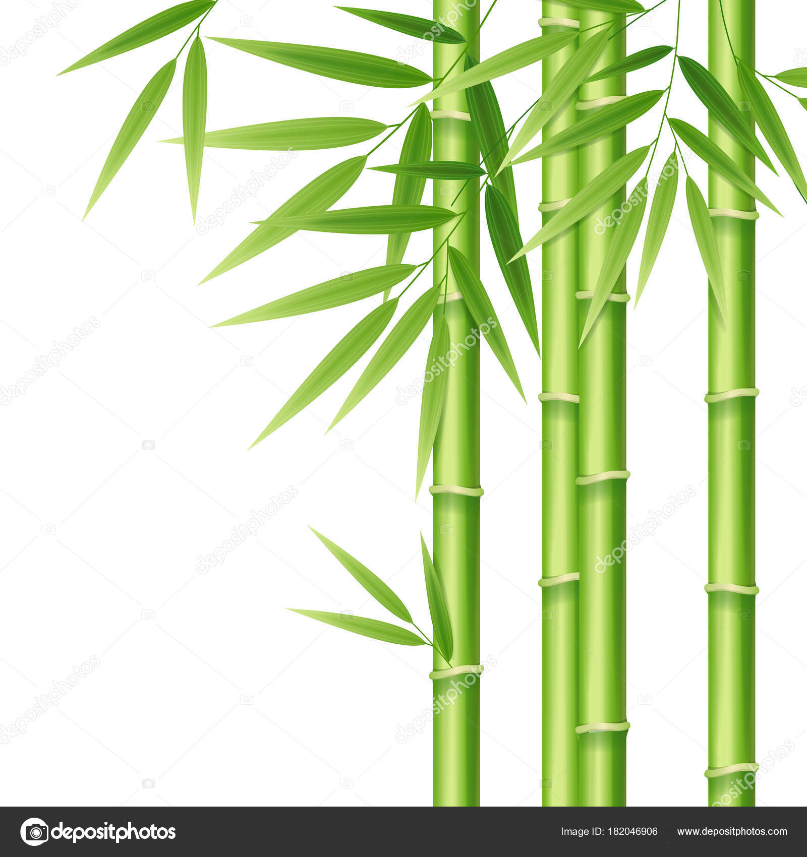 Realistic 3d Detailed Bamboo Shoots. Vector Stock Vector Image by ...