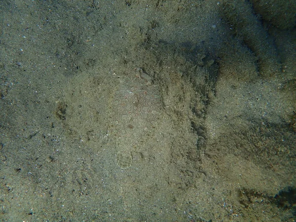 Black finned snake eel Stock Photos, Royalty Free Black finned snake ...