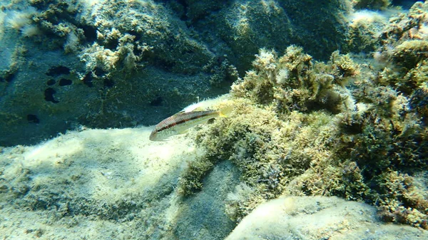 Red sea snake Stock Photos, Royalty Free Red sea snake Images ...
