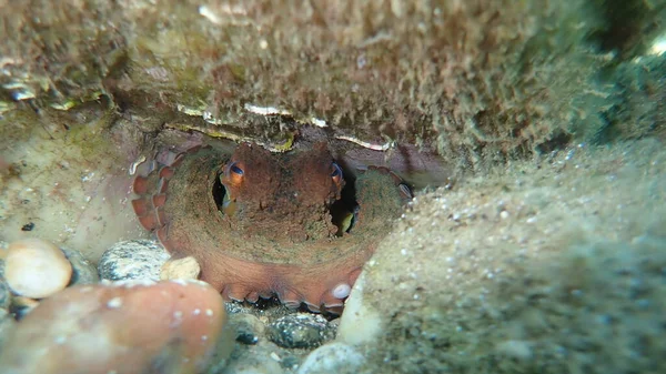 Octopus home Stock Photos, Royalty Free Octopus home Images | Depositphotos