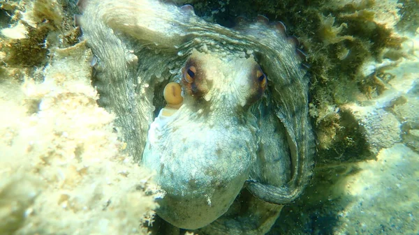 Octopus croatia Stock Photos, Royalty Free Octopus croatia Images ...