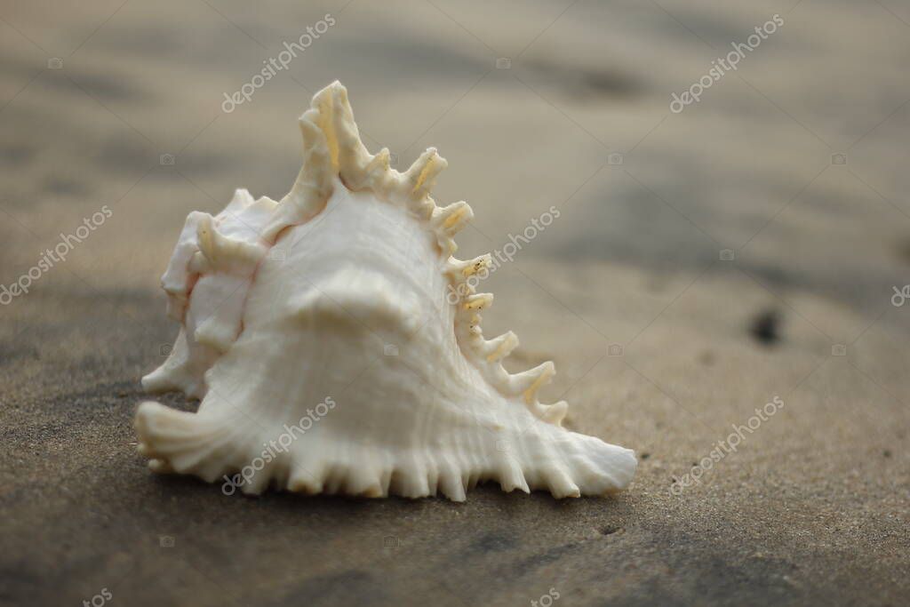 Hermosa vista una Shankha es una concha de concha de importancia ritual ...