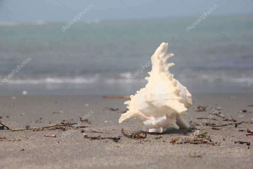 Hermosa vista una Shankha es una concha de concha de importancia ritual ...