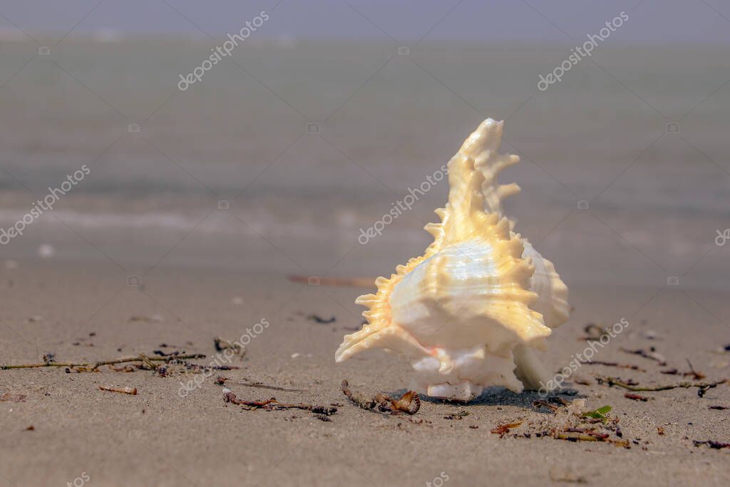 Hermosa vista una Shankha es una concha de concha de importancia ritual ...
