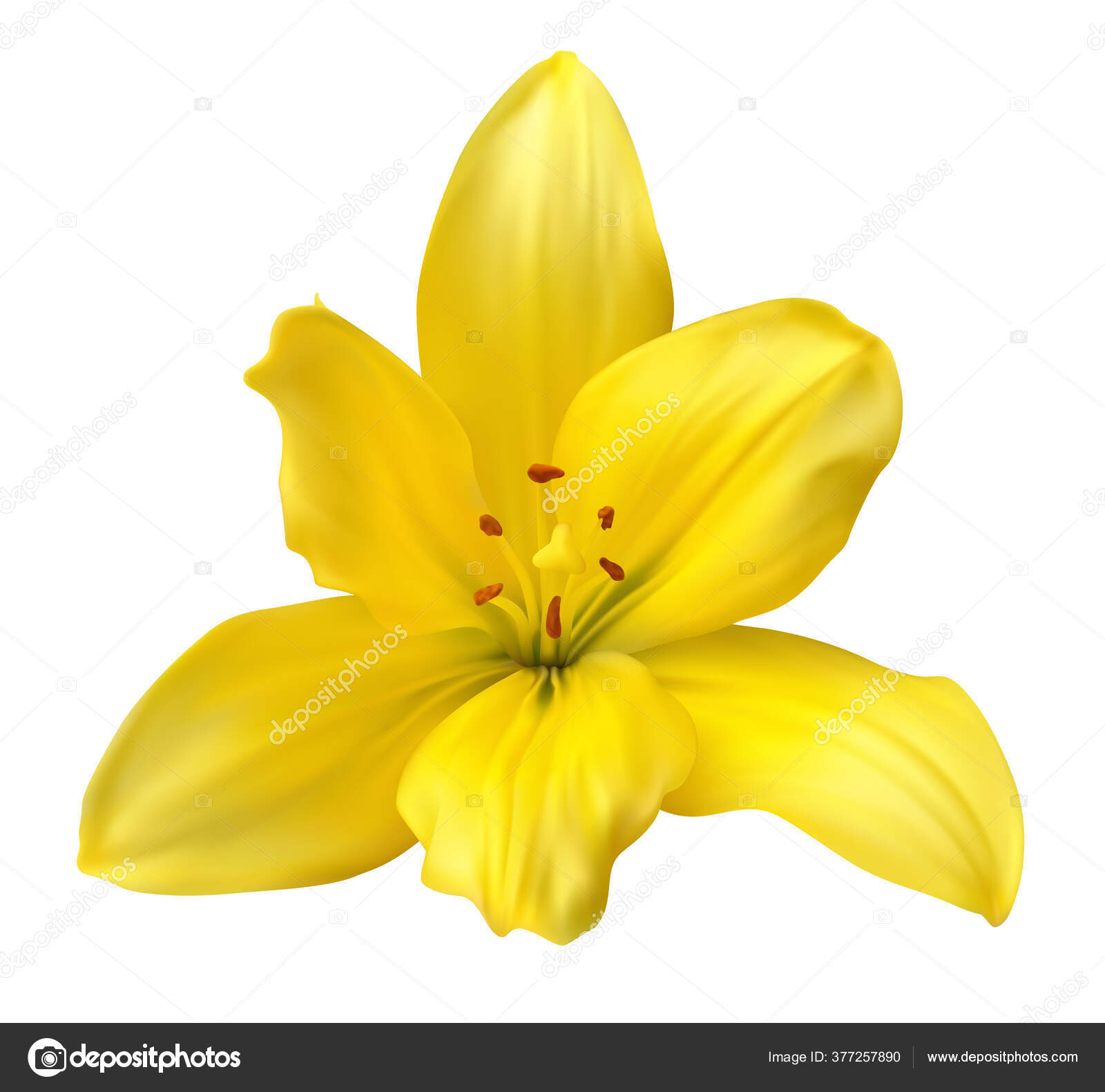 Asian Yellow Lily Flower Isolated White Background Vector Illustration ...