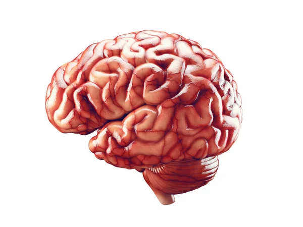 Real Healthy Human Brain