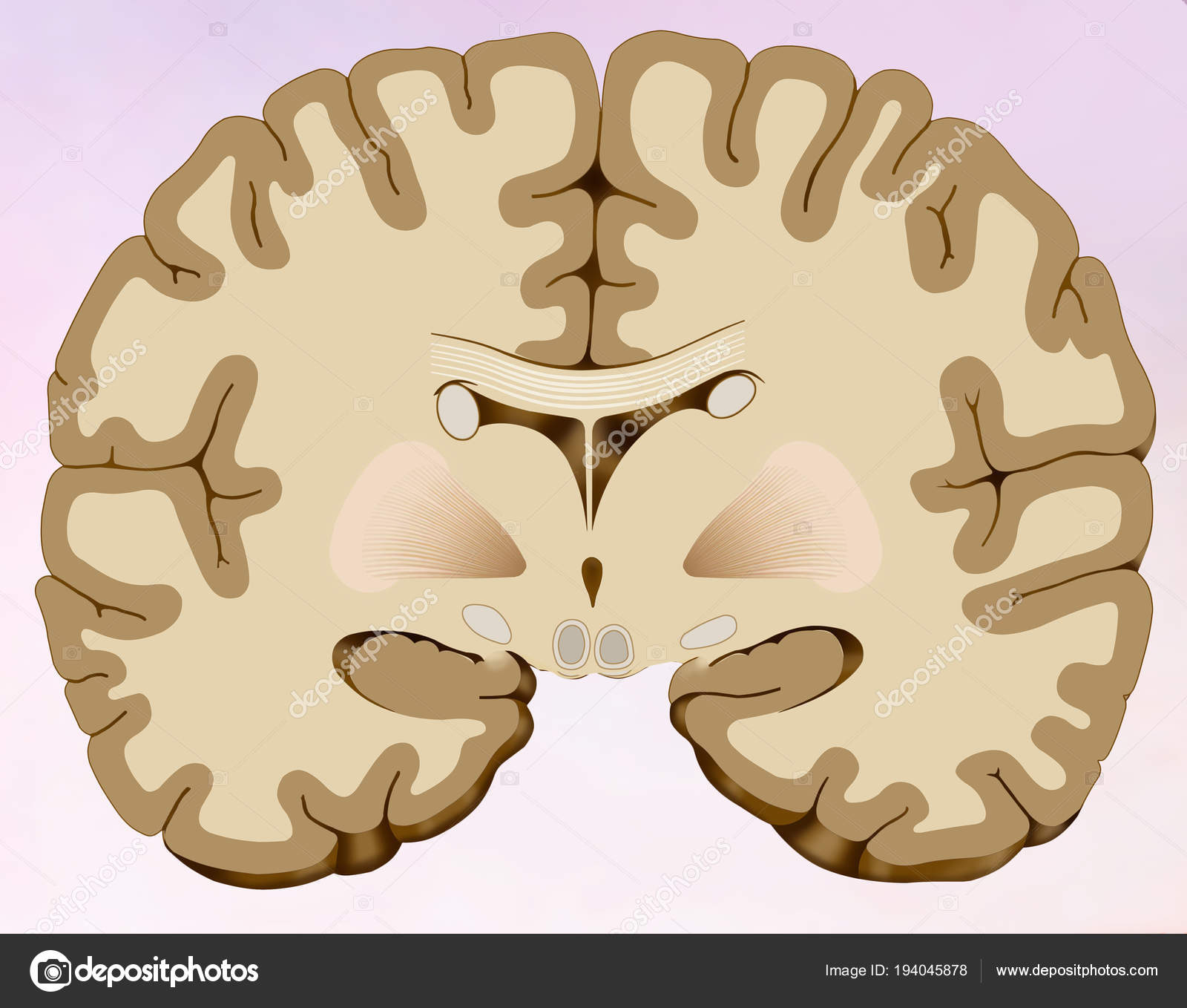 Human Brain Real Cut