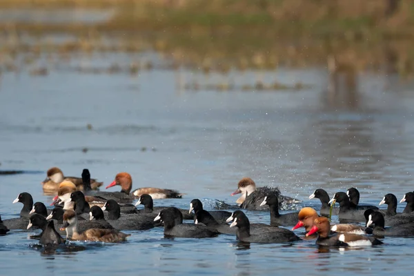 Common coot Stock Photos, Royalty Free Common coot Images | Depositphotos®