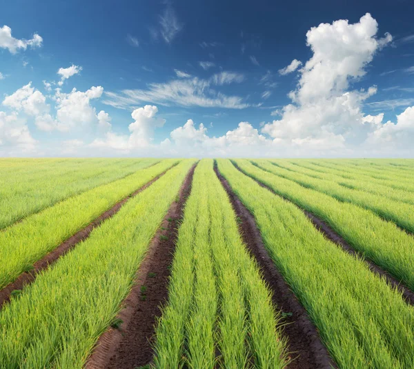 Grass rows Pictures, Grass rows Stock Photos & Images | Depositphotos®