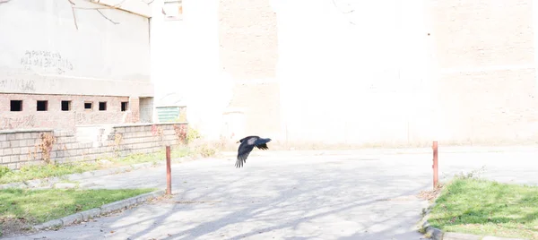 Man around towns Stock Photos, Royalty Free Man around towns Images ...