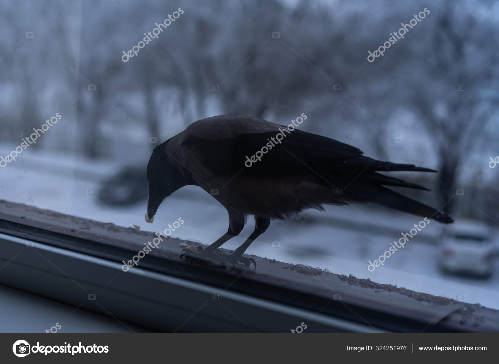 Crow eating outside the window in winter — Stock Photo © NariArt #324251976