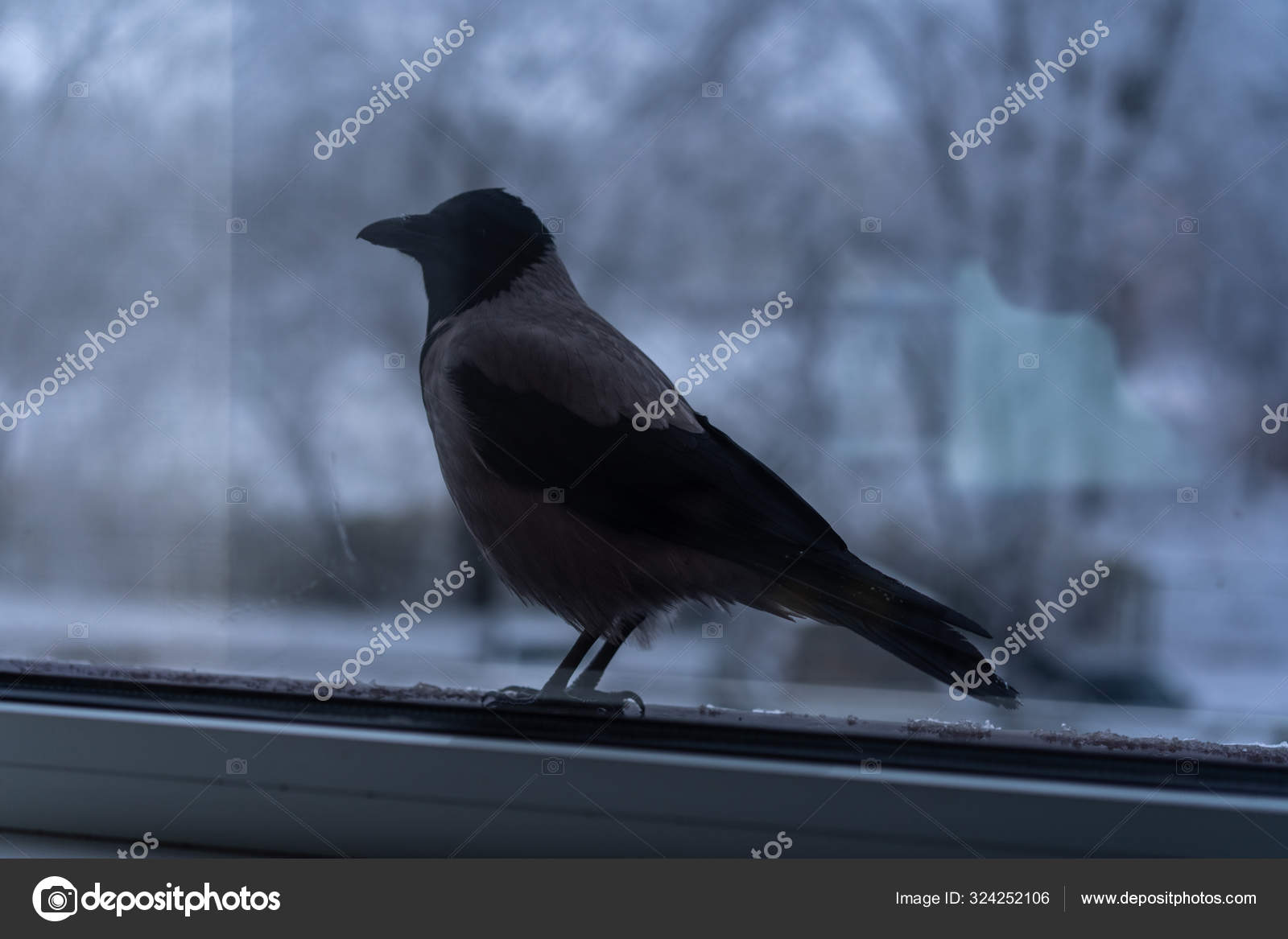 Crow eating outside the window in winter — Stock Photo © NariArt #324252106