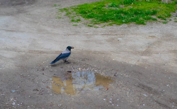 Pájaro cagando fotos de stock, imágenes de Pájaro cagando sin royalties ...