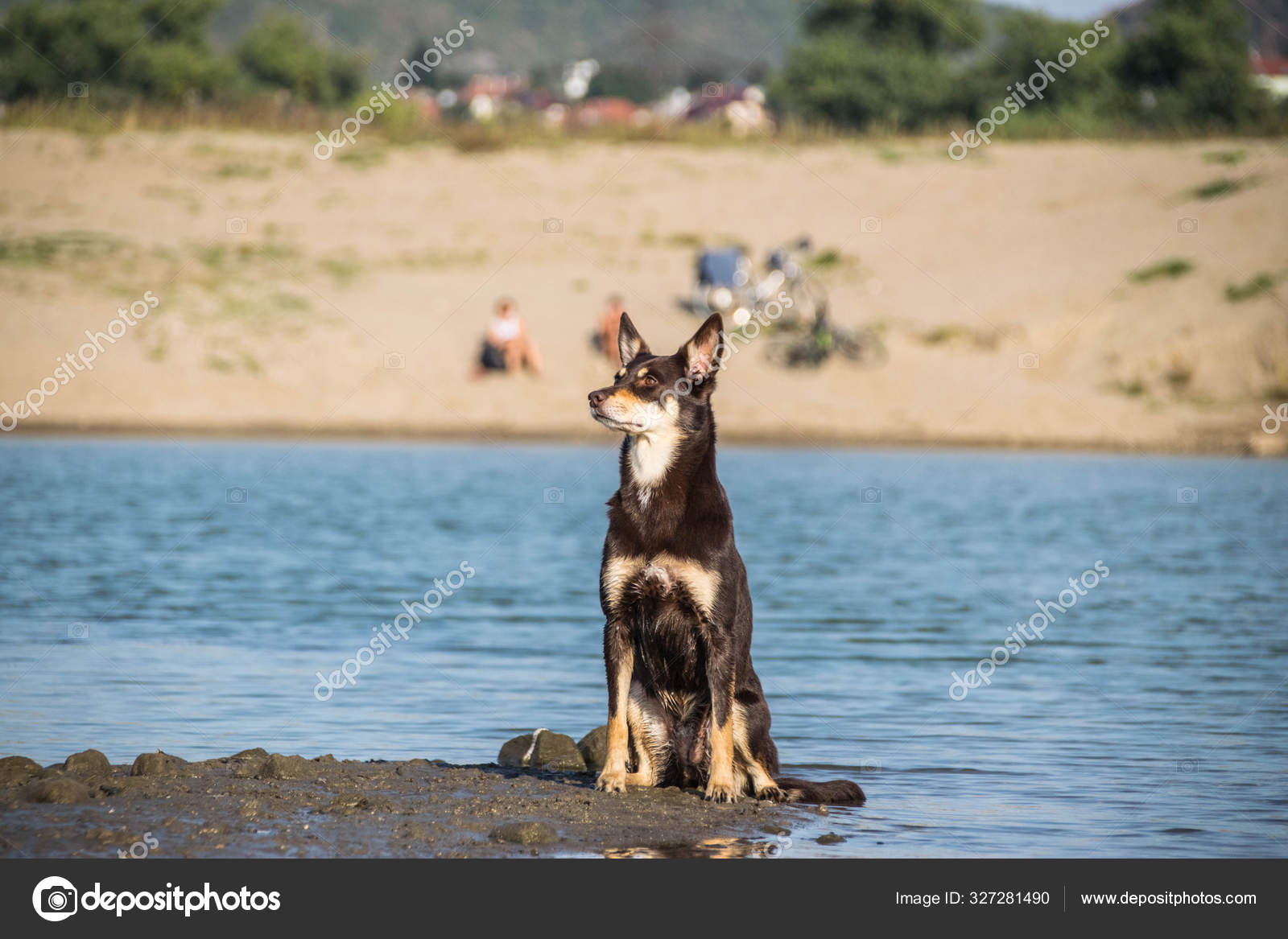 Brown Kelpie Dog Sitting Island Water Dog Amazing Autumn Photo — Stock ...