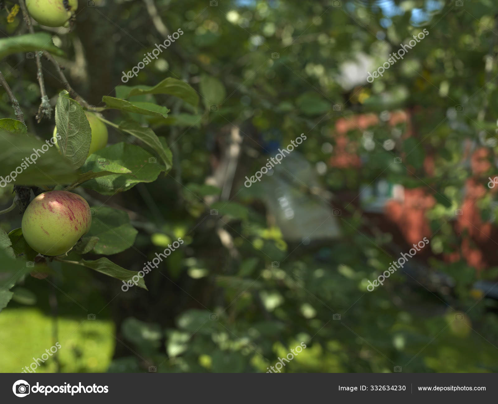 Ripe apple hanging on a tree — Stock Photo © vectorass #332634230