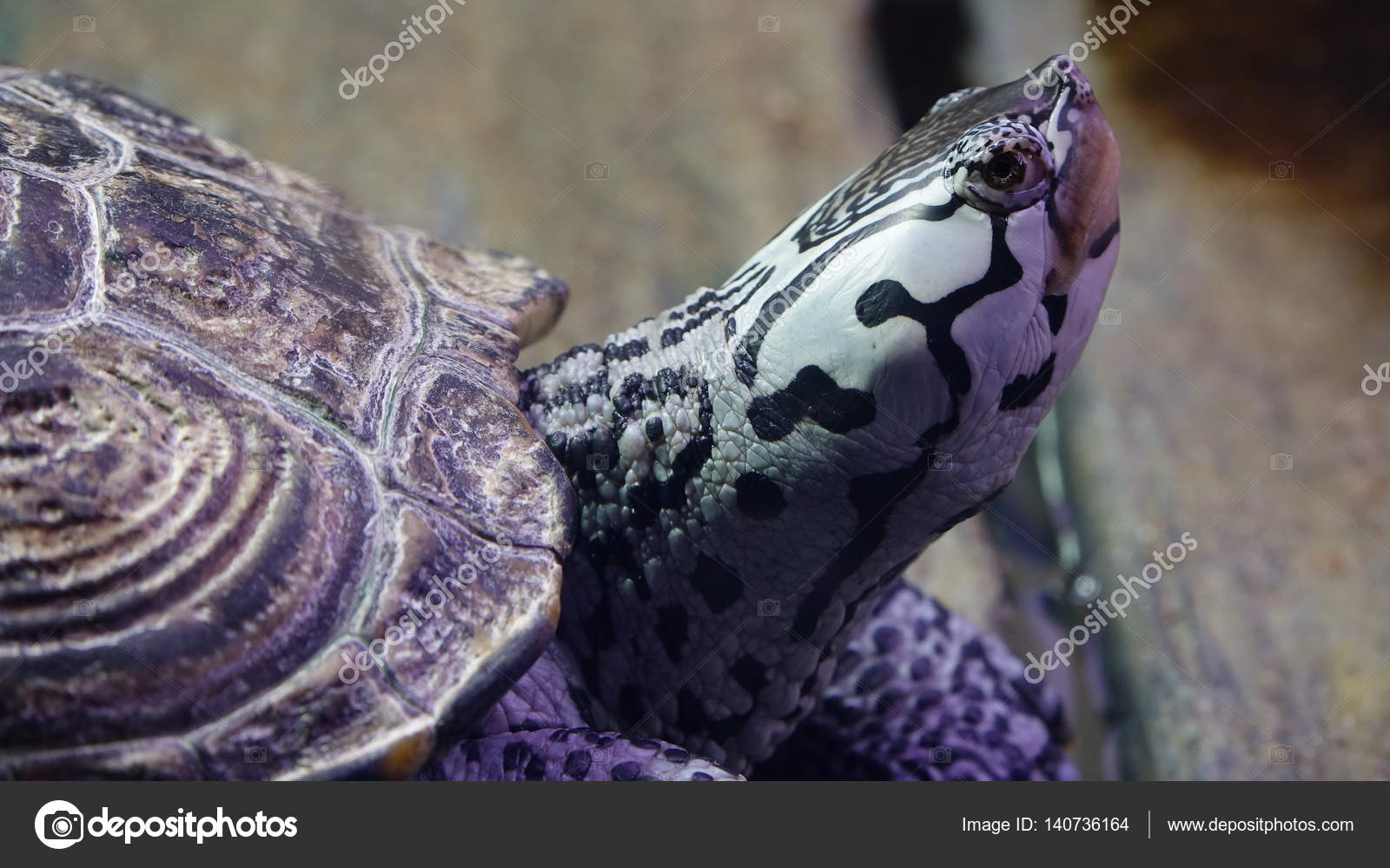 Head Of Turtle — Stock Photo © dtiberio #140736164