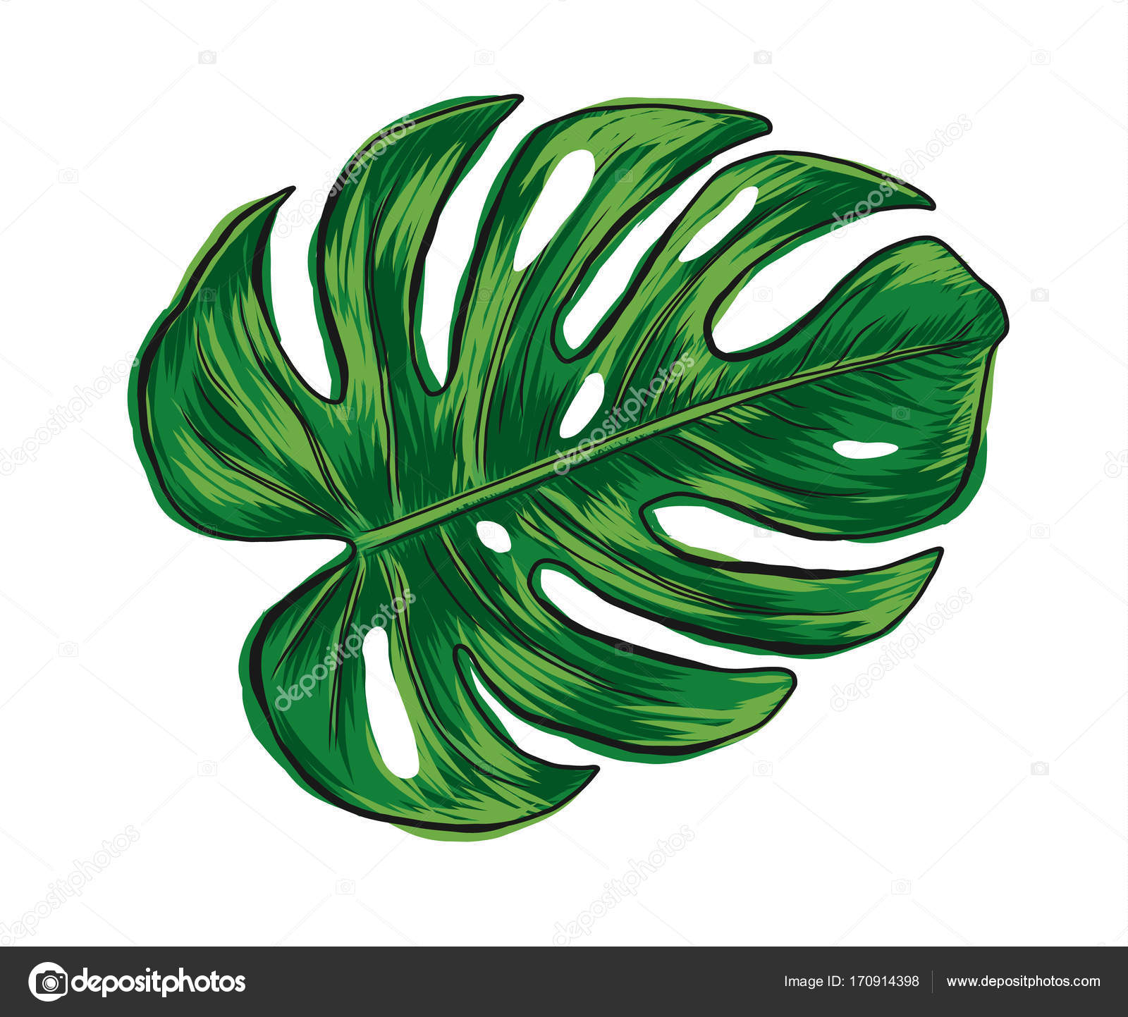 Handgezeichnetes tropisches Monstera deliciosa Blatt isoliert auf ...