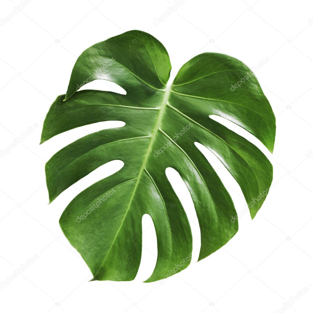 Monstera deliciosa tropical leaf isolated on white background with ... Monstera deliciosa tropical leaf isolated on white background with ...
