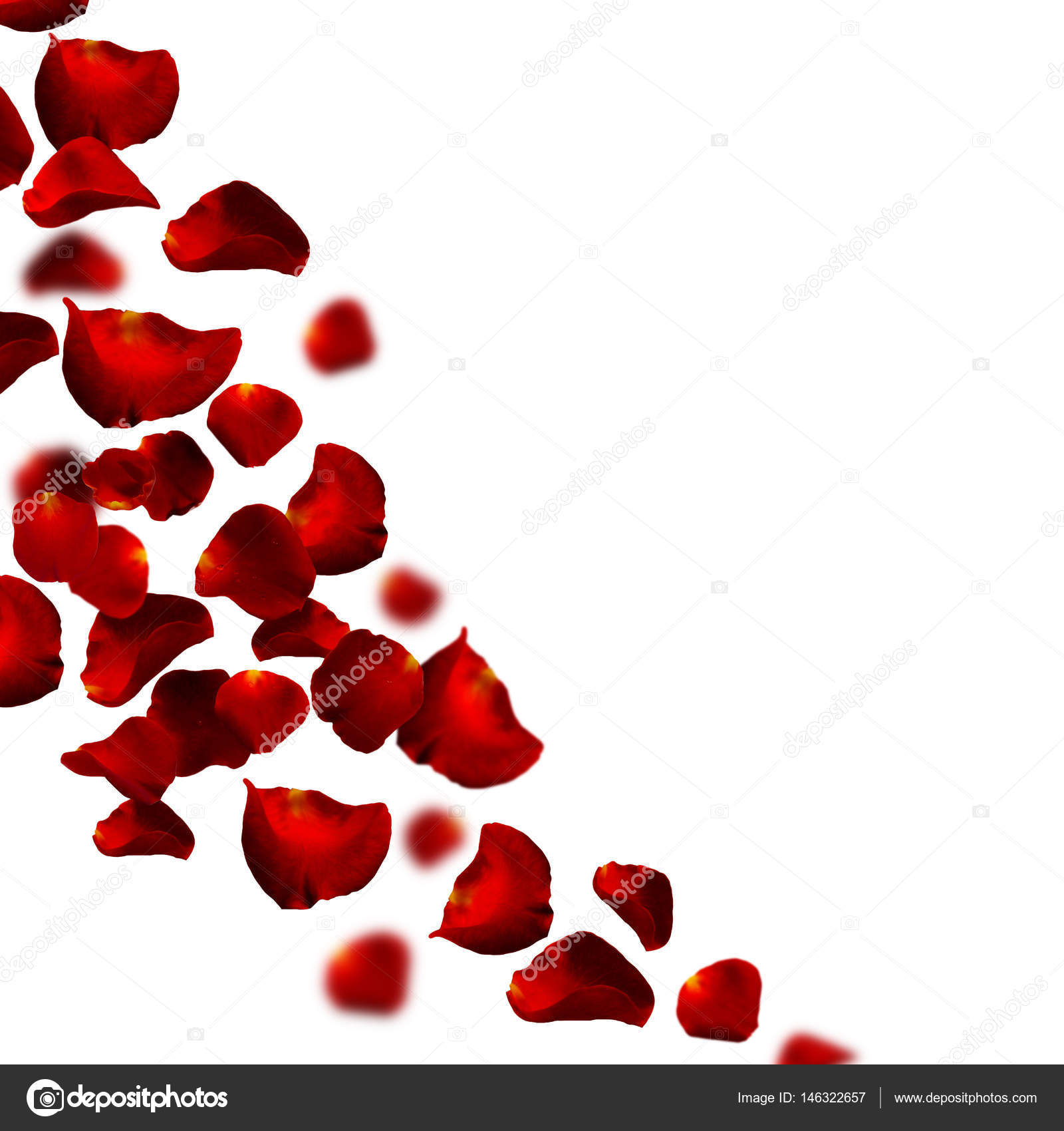 Red rose falling petals against white background. — Stock Photo ...