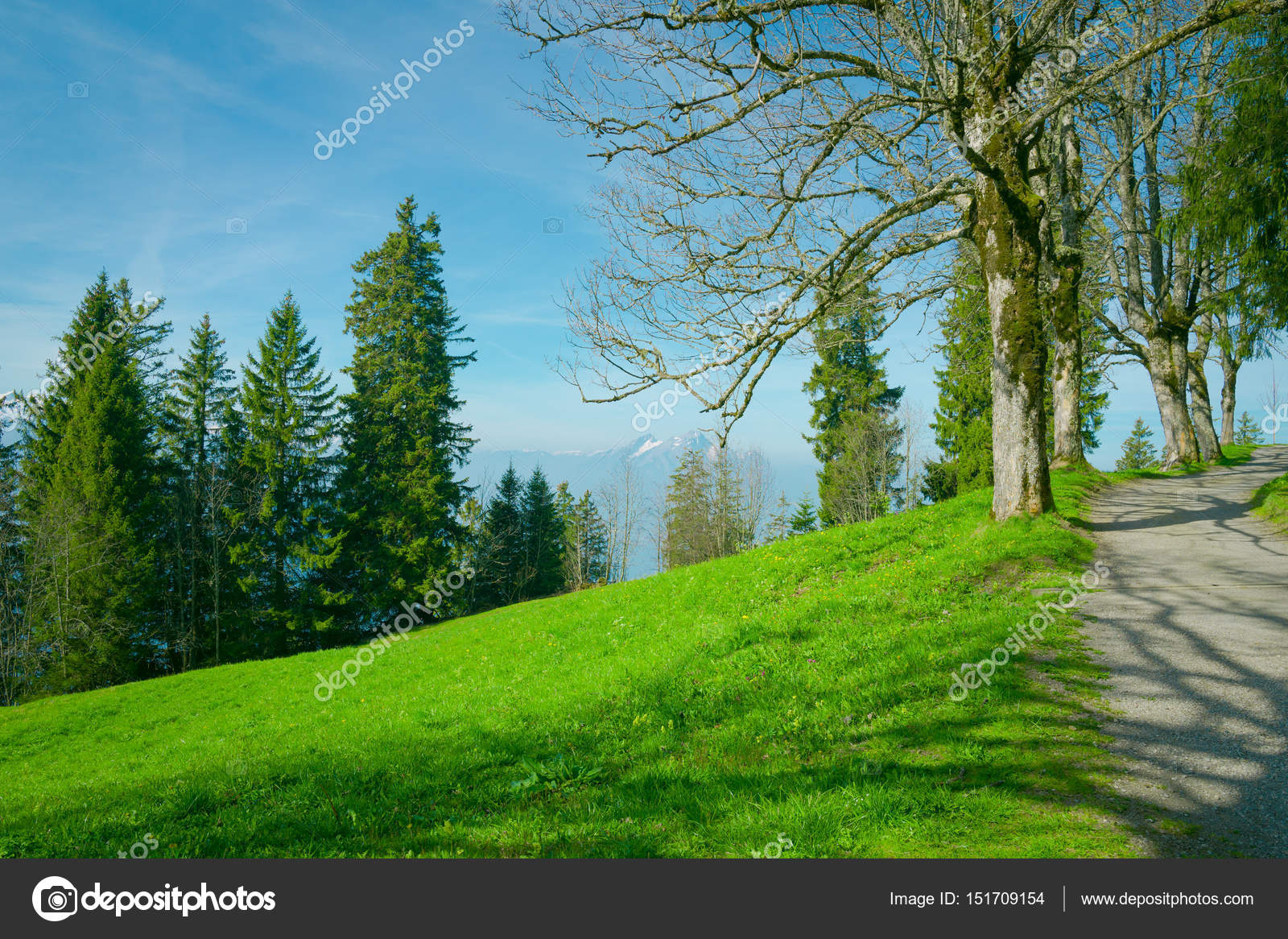 Background with green grass, trees — Stock Photo © maglara #151709154