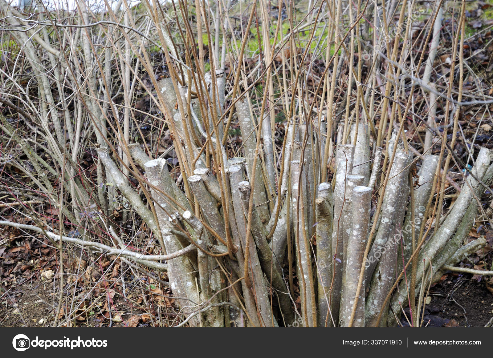 Branches of a leafless shrub cut back — Stock Photo © cadama #337071910