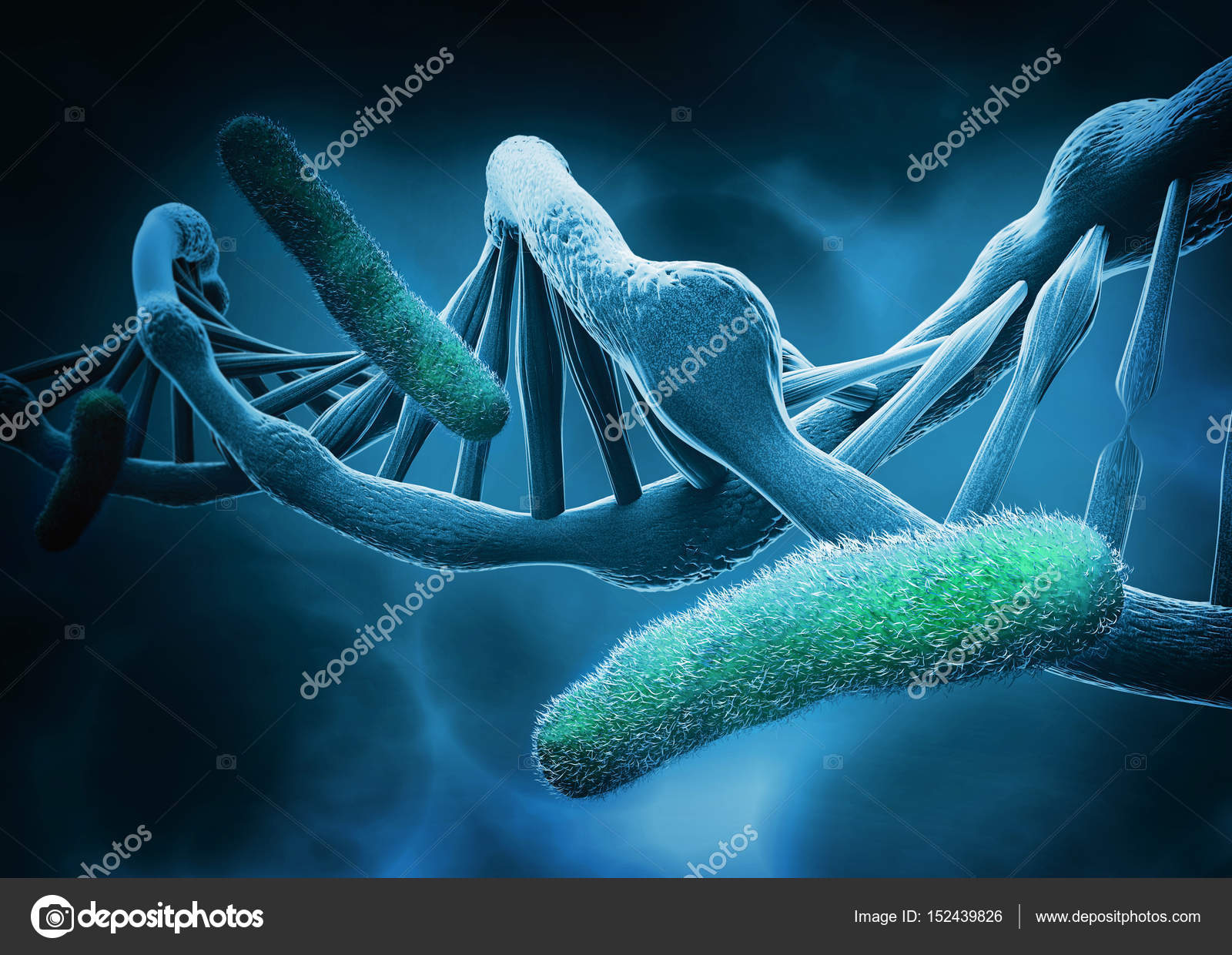 Bacterial Dna Structure