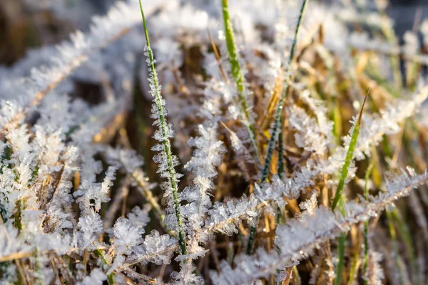 Grass in hoarfrost Stock Photos, Royalty Free Grass in hoarfrost Images ...