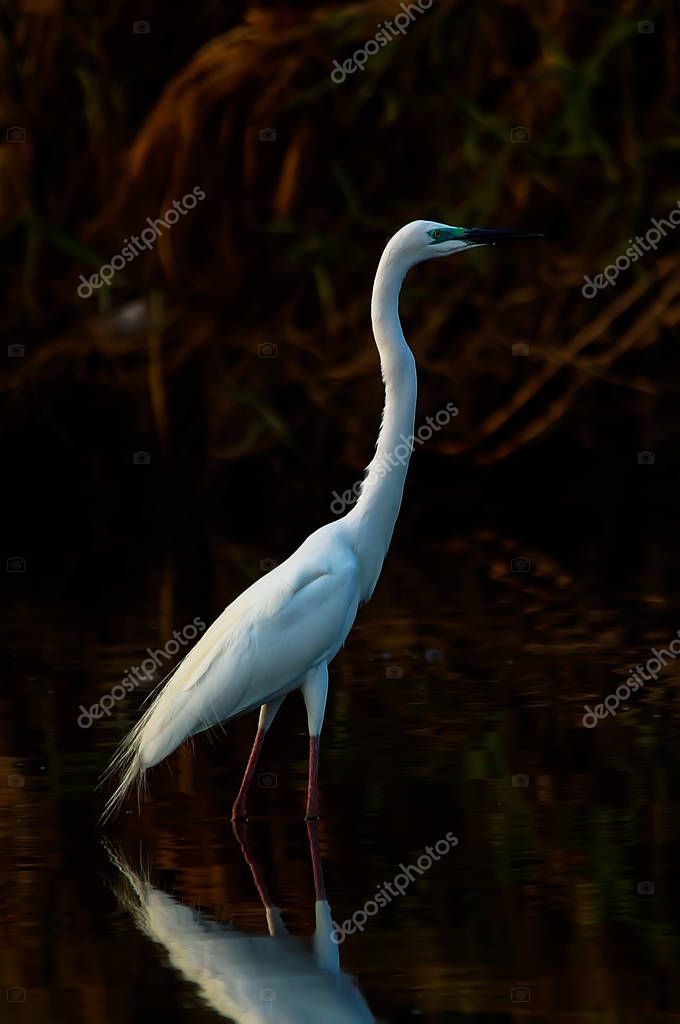 Ardea alba es una especie de ave paseriforme de la familia Ardeidae, del género Egretta. Este ...