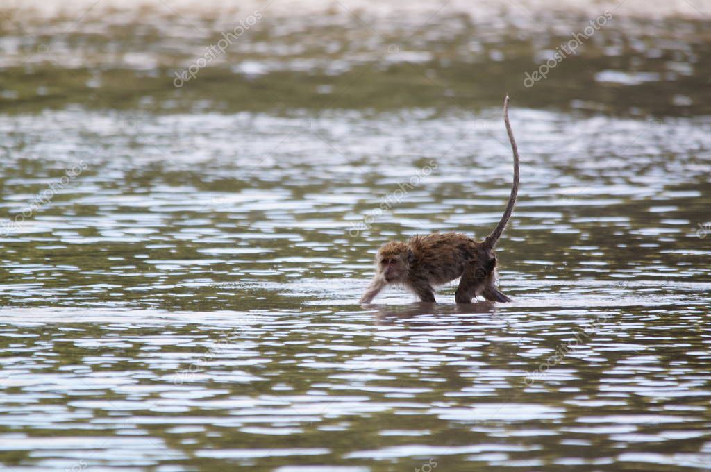 Los monos come cangrejos (Macaca fascicularis), también conocidos como ...