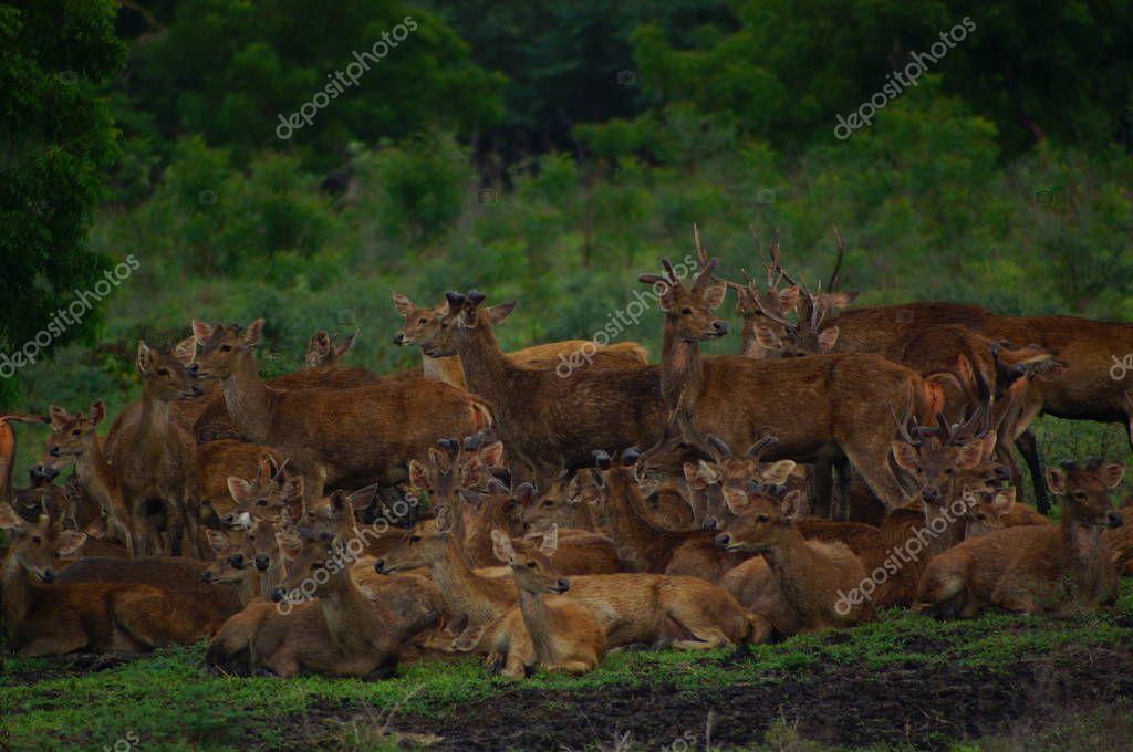 El ciervo de Java (Deer timorensis) es un tipo de ciervo endémico de las islas de Java, Bali y ...