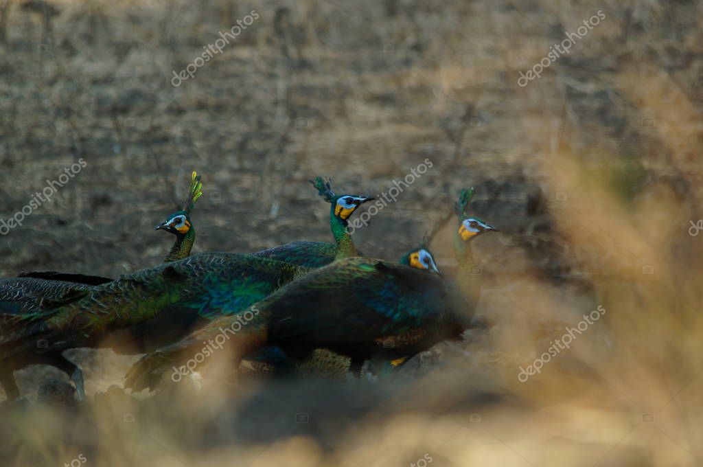 El búho real verde (Pavo muticus) es una especie de pavo real que se ...