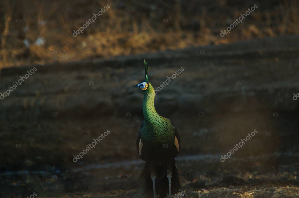 El búho real verde (Pavo muticus) es una especie de pavo real que se ...