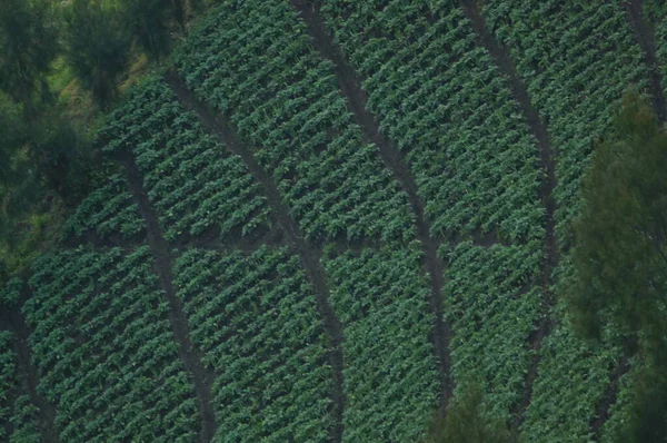 Rice fields are land that is tilled and irrigated for planting rice. To ...