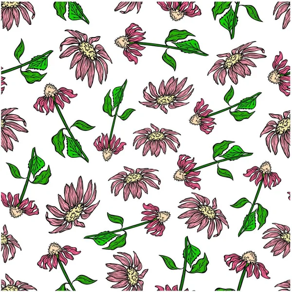 ᐈ Echinacea stock pictures, Royalty Free echinacea purpurea images ...