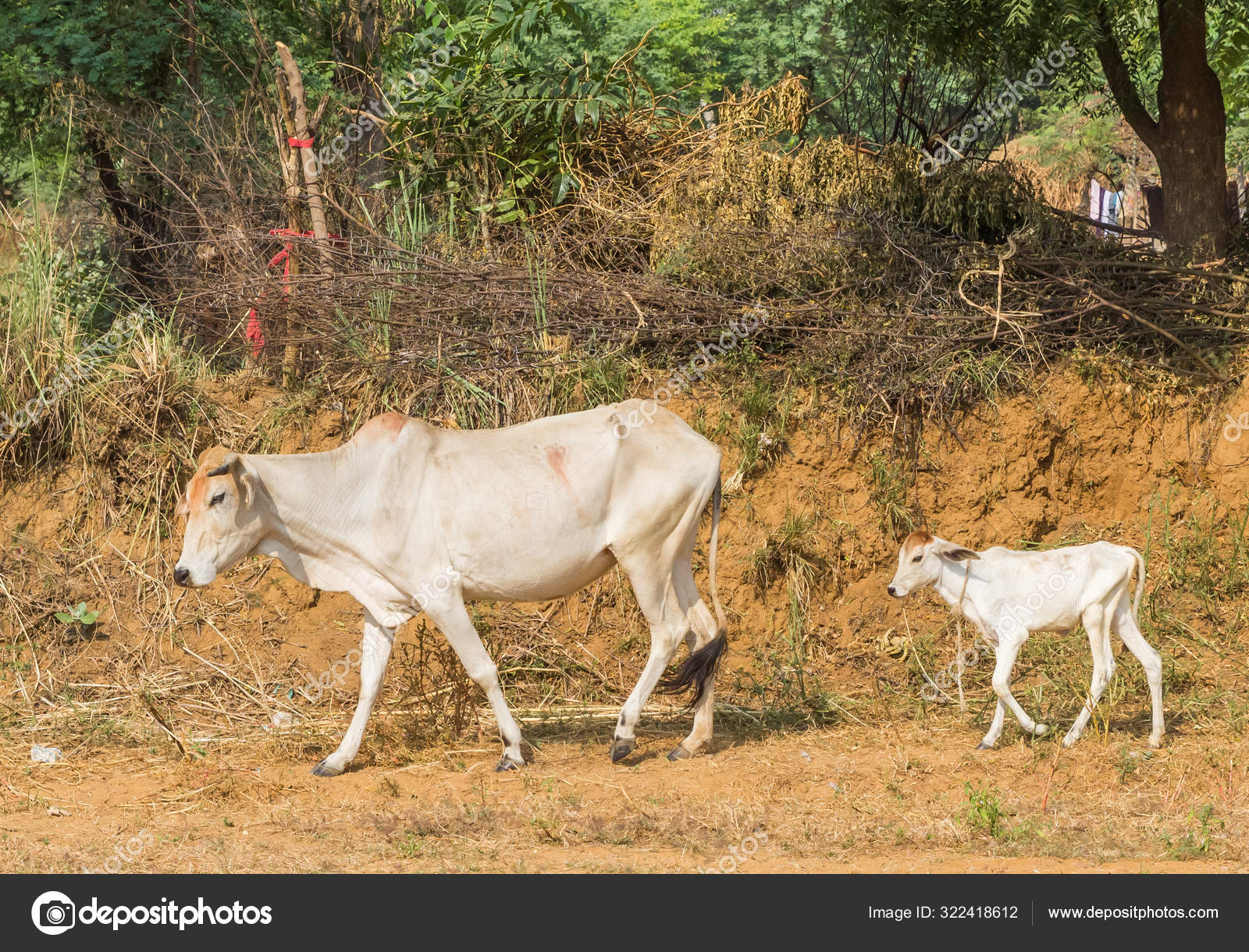 Zebu Calf